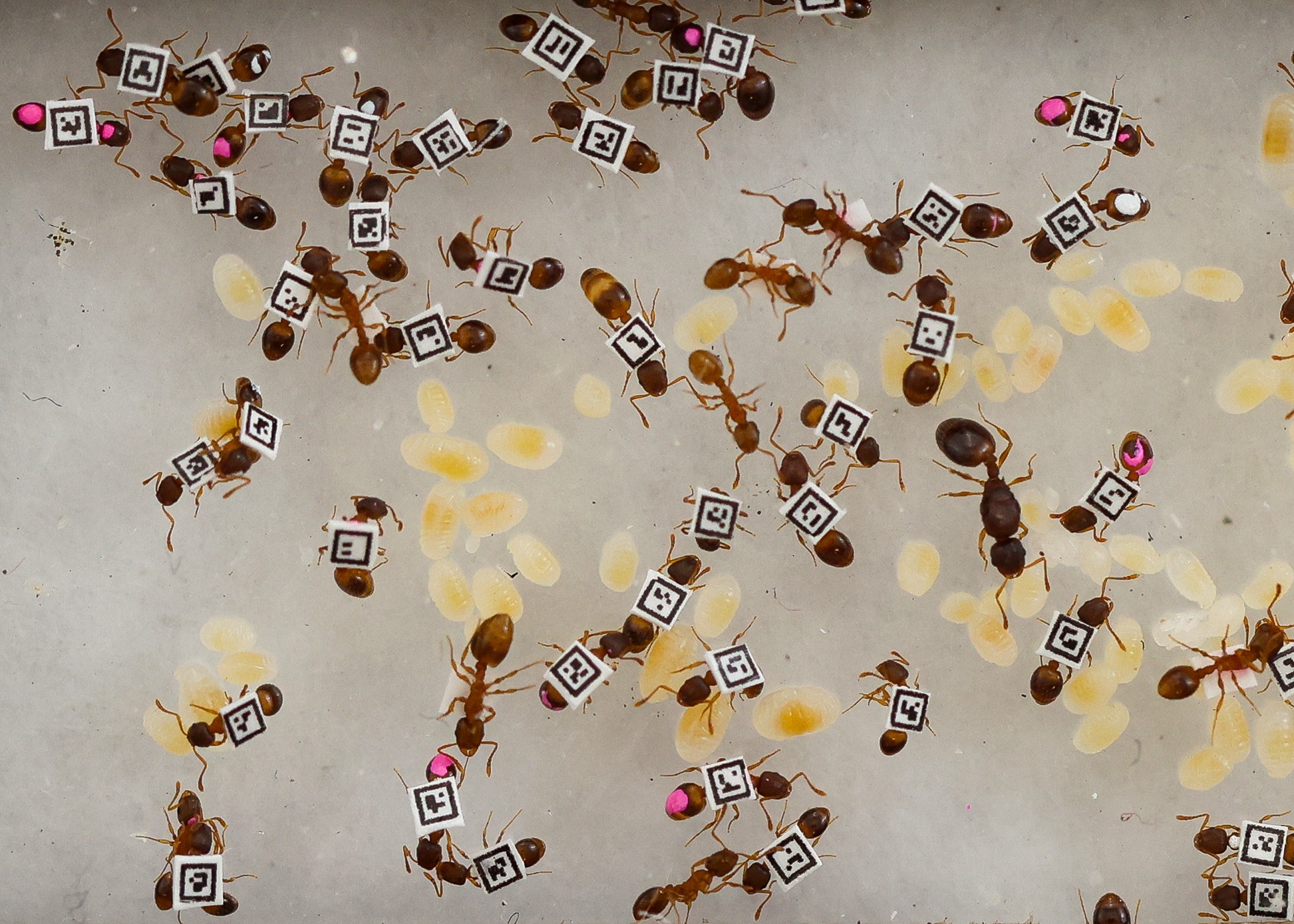 Odum School of Ecology - Ants and art: UGA alumnus investigates ant ...