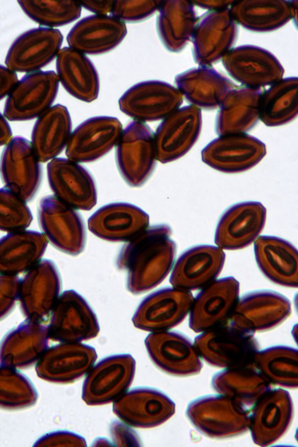 Odum School of Ecology - Extreme heat hurts monarchs and their parasites